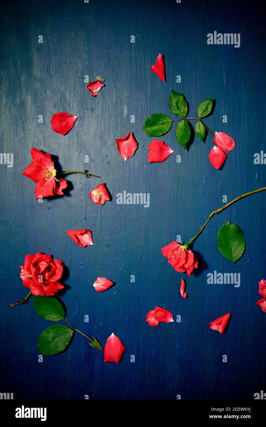 Roses with Loose Petals on Blue Ground Stock Photo - Alamy