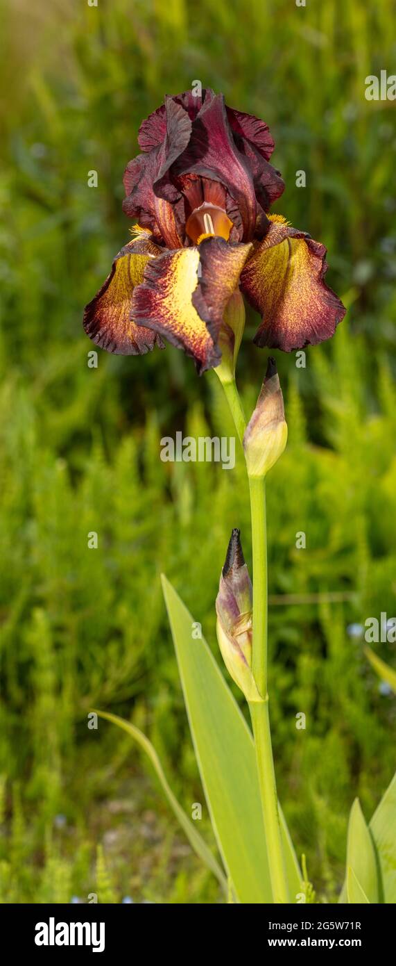 Striking Iris Provencal flower in close up in a natural garden setting ...