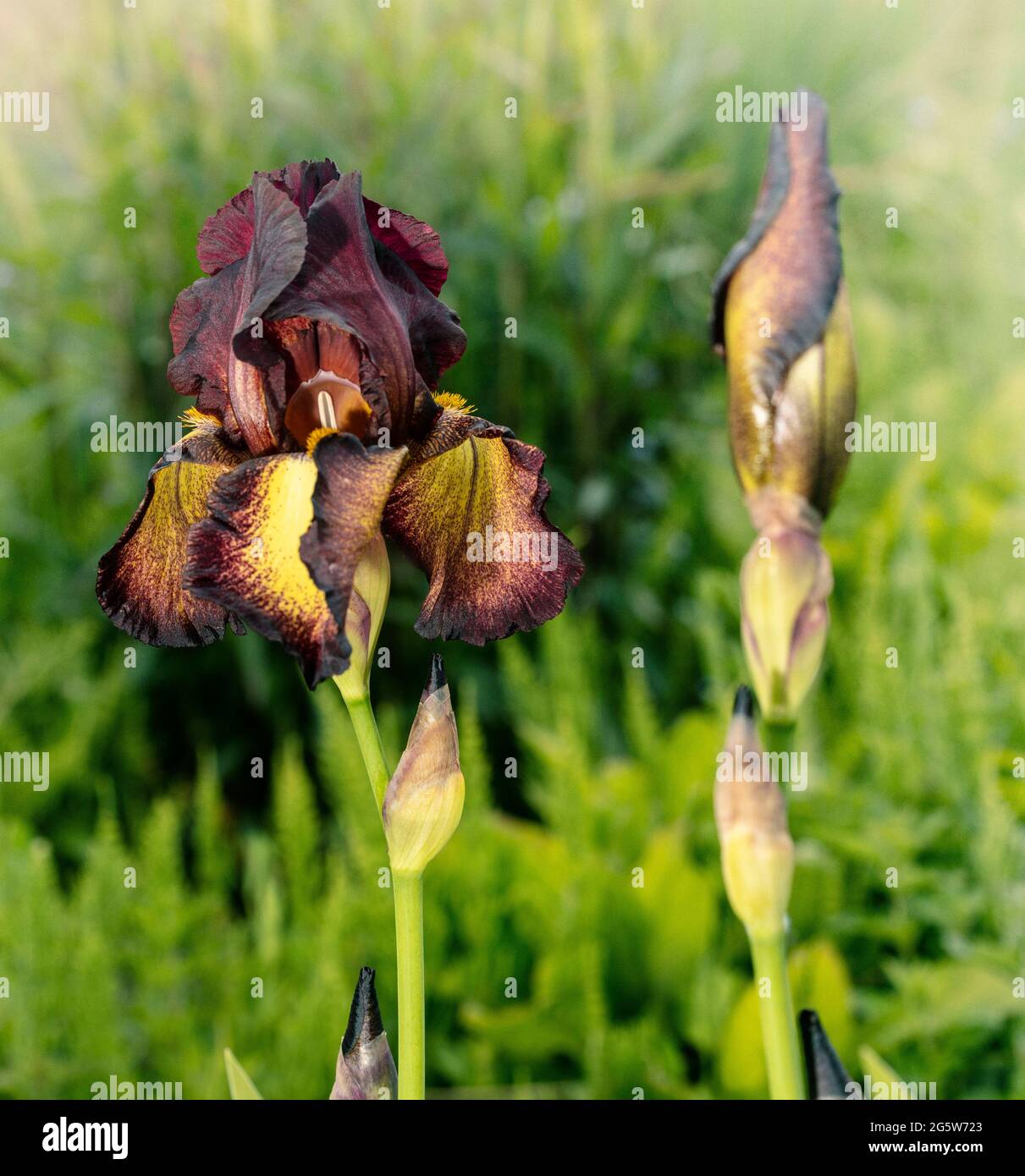 Striking Iris Provencal flower in close up in a natural garden setting ...