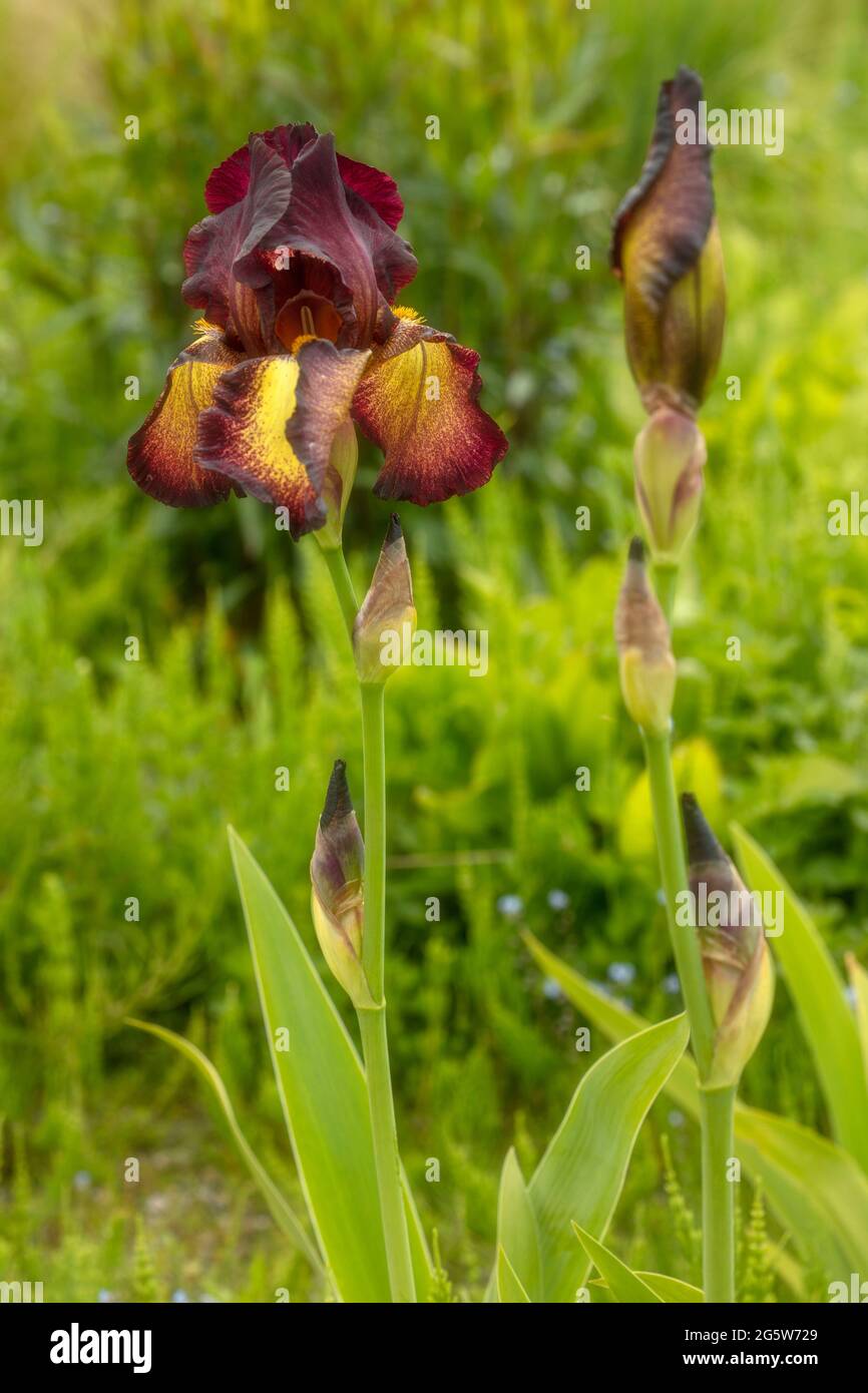 Striking Iris Provencal flower in close up in a natural garden setting ...