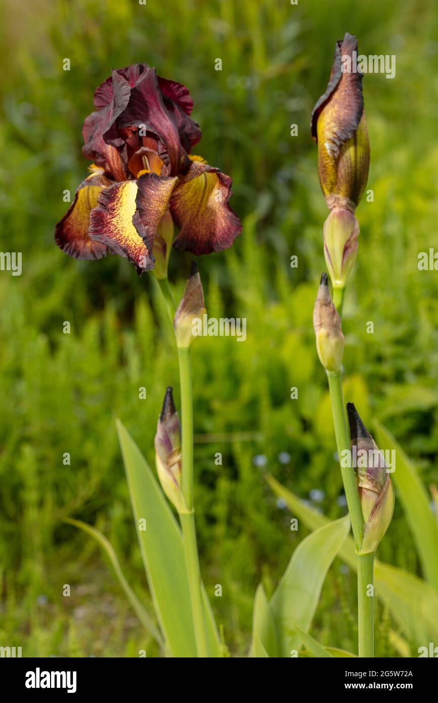 Iris Provencal flowering, natural plant portrait Stock Photo - Alamy