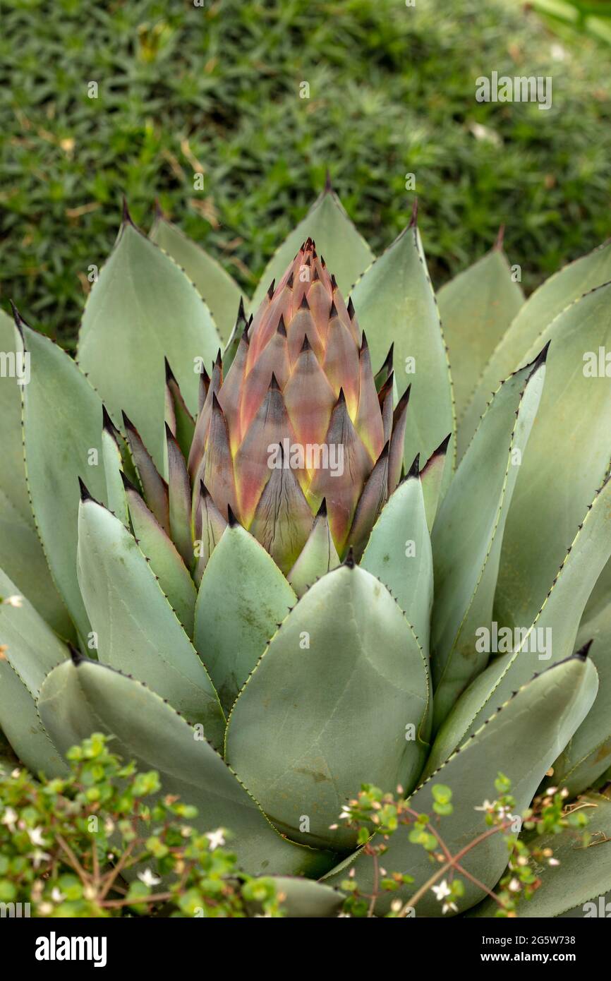 Desert parrys agave hi-res stock photography and images - Alamy