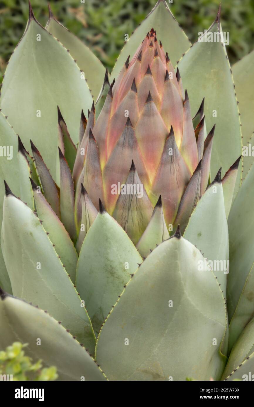 Slow growing agave hi-res stock photography and images - Alamy