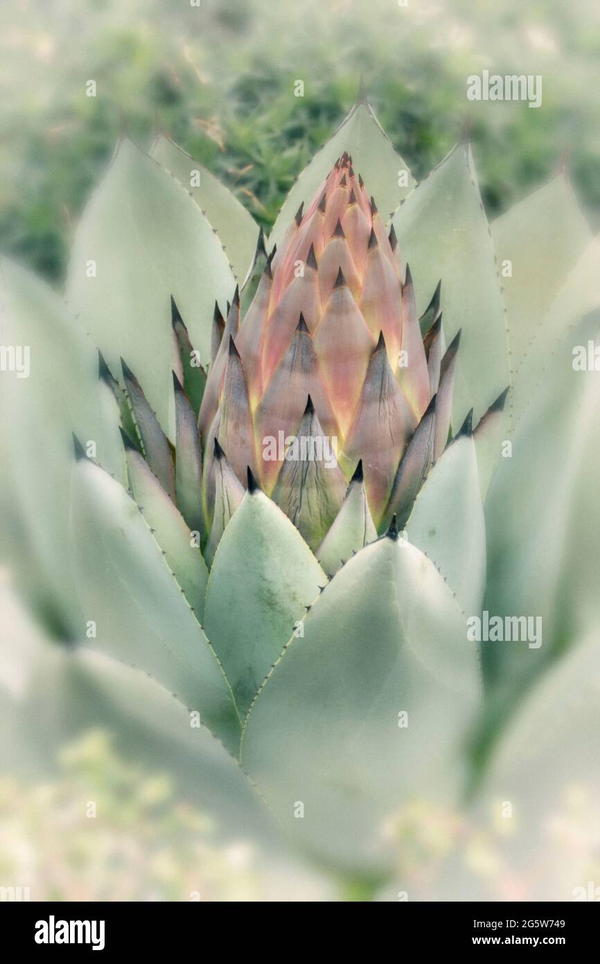 Parry's agave hi-res stock photography and images - Alamy
