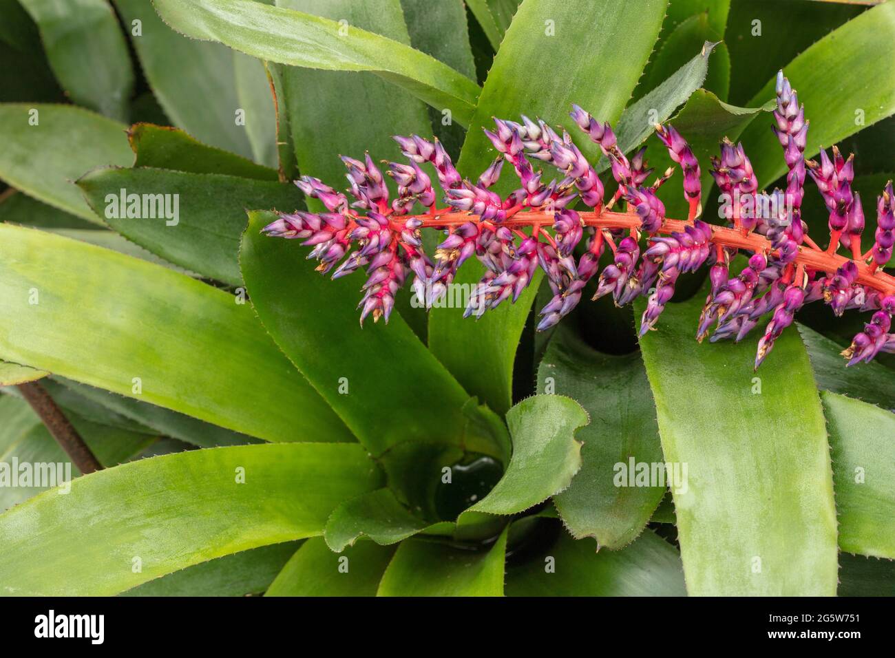 Aechmea 'Blue Rain' flower spike with green foliage in background Stock ...