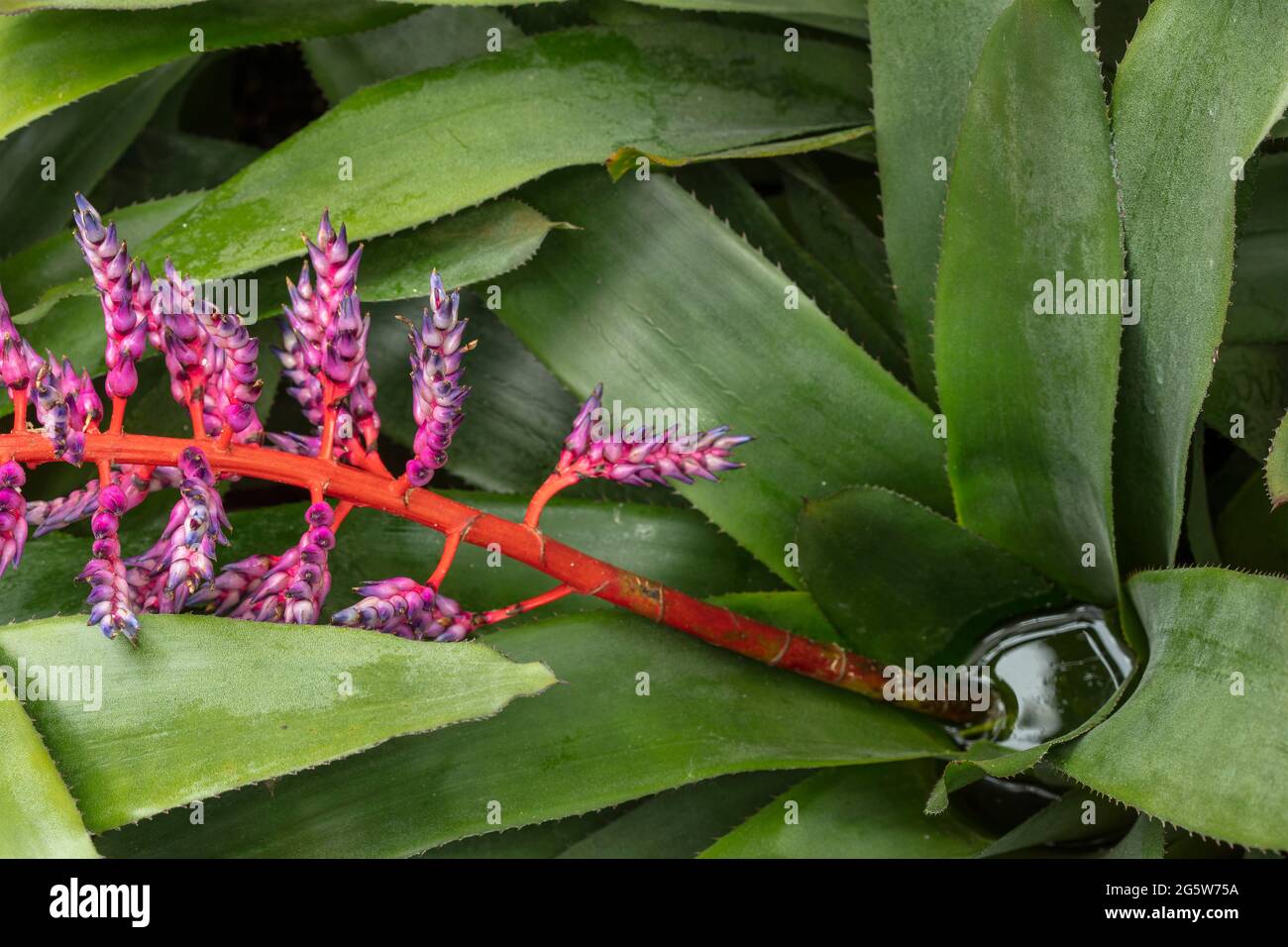 Aechmea 'Blue Rain' flower spike with green foliage in background Stock ...