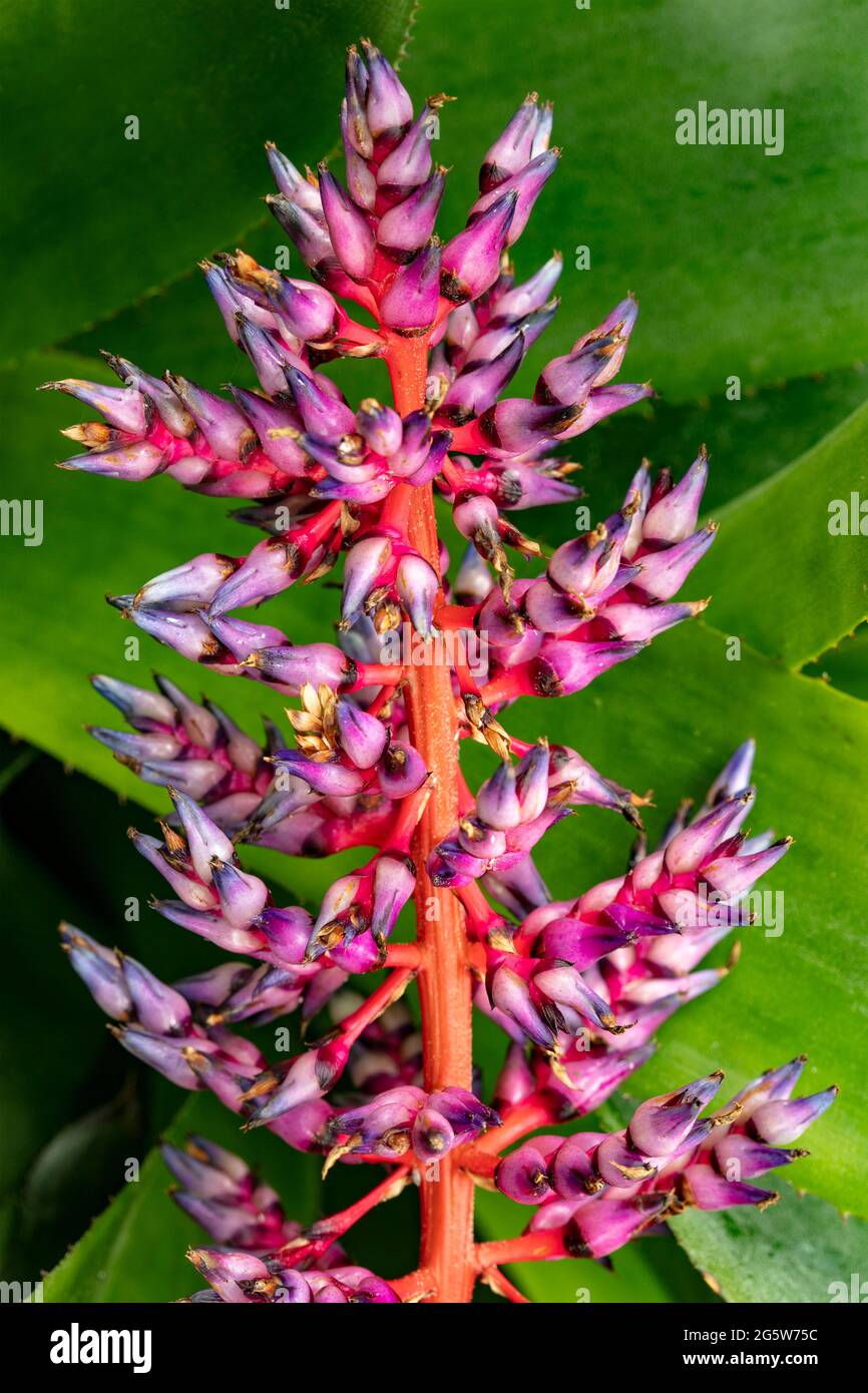 Aechmea 'Blue Rain' flower spike with green foliage in background Stock ...