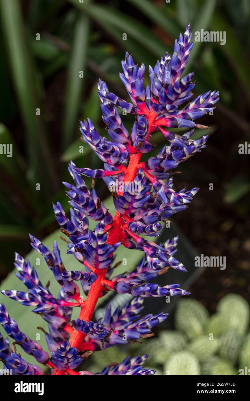 Aechmea 'Blue Rain' flower spike with green foliage in background Stock ...