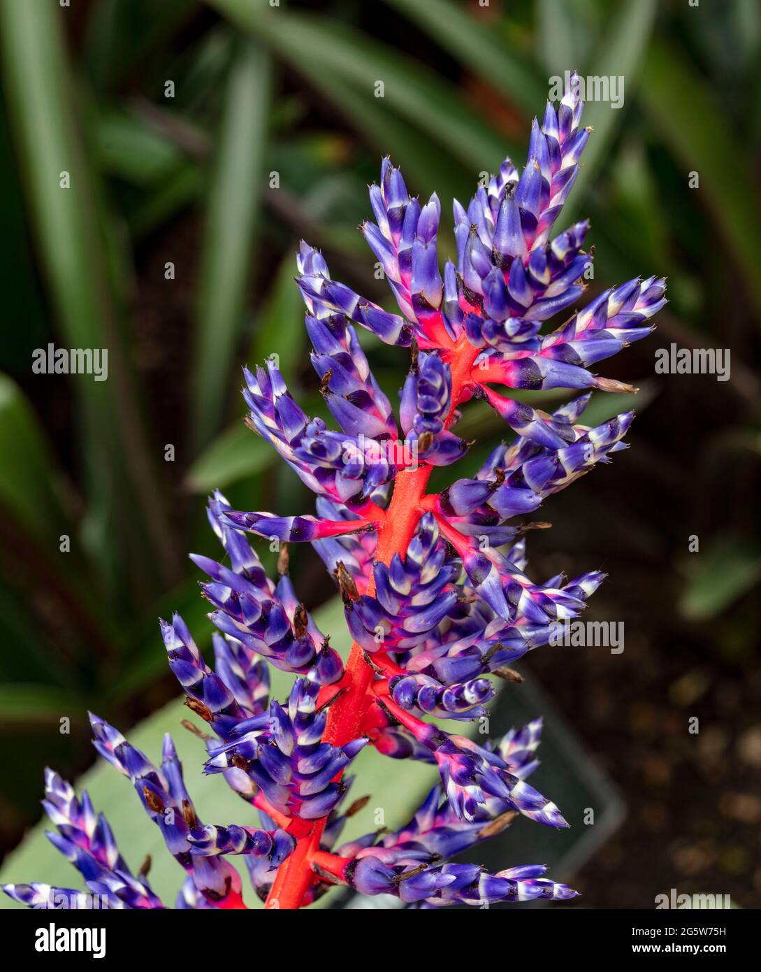 Aechmea 'Blue Rain' flower spike with green foliage in background Stock ...