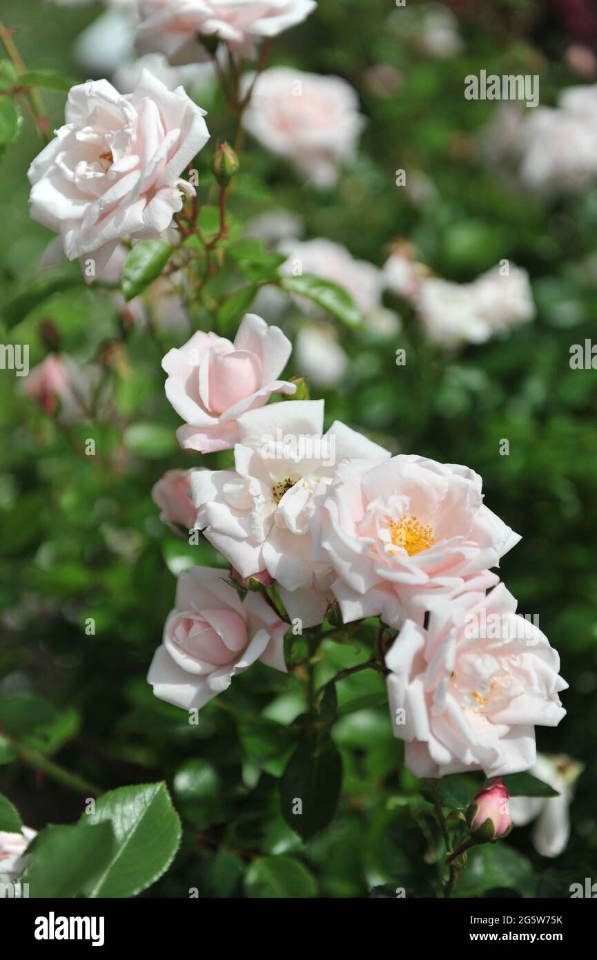 White Large-Flowered Climber rose (Rosa) New Dawn blooms in a garden in ...