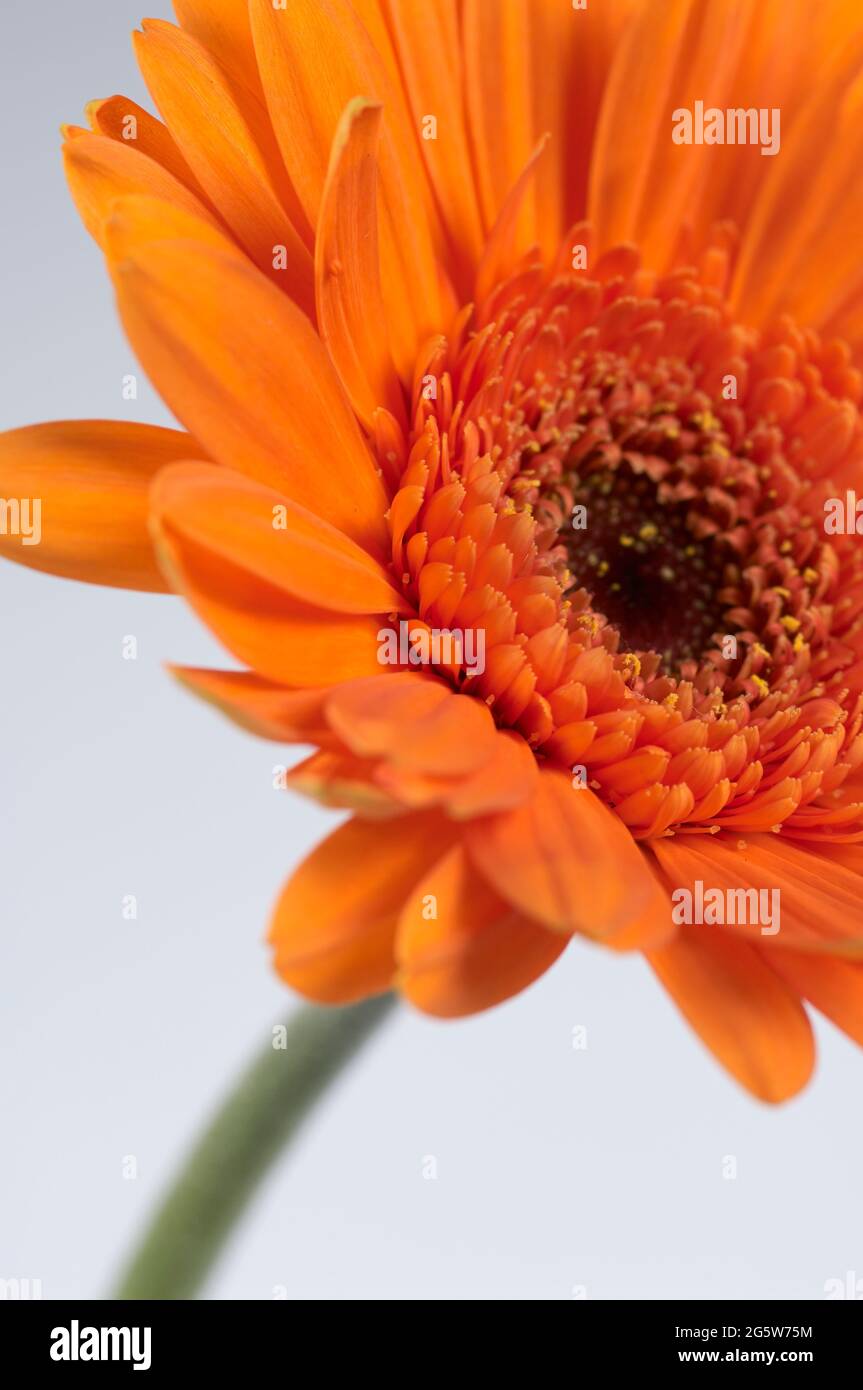 Rosette leaves of a gerbera hi-res stock photography and images - Alamy