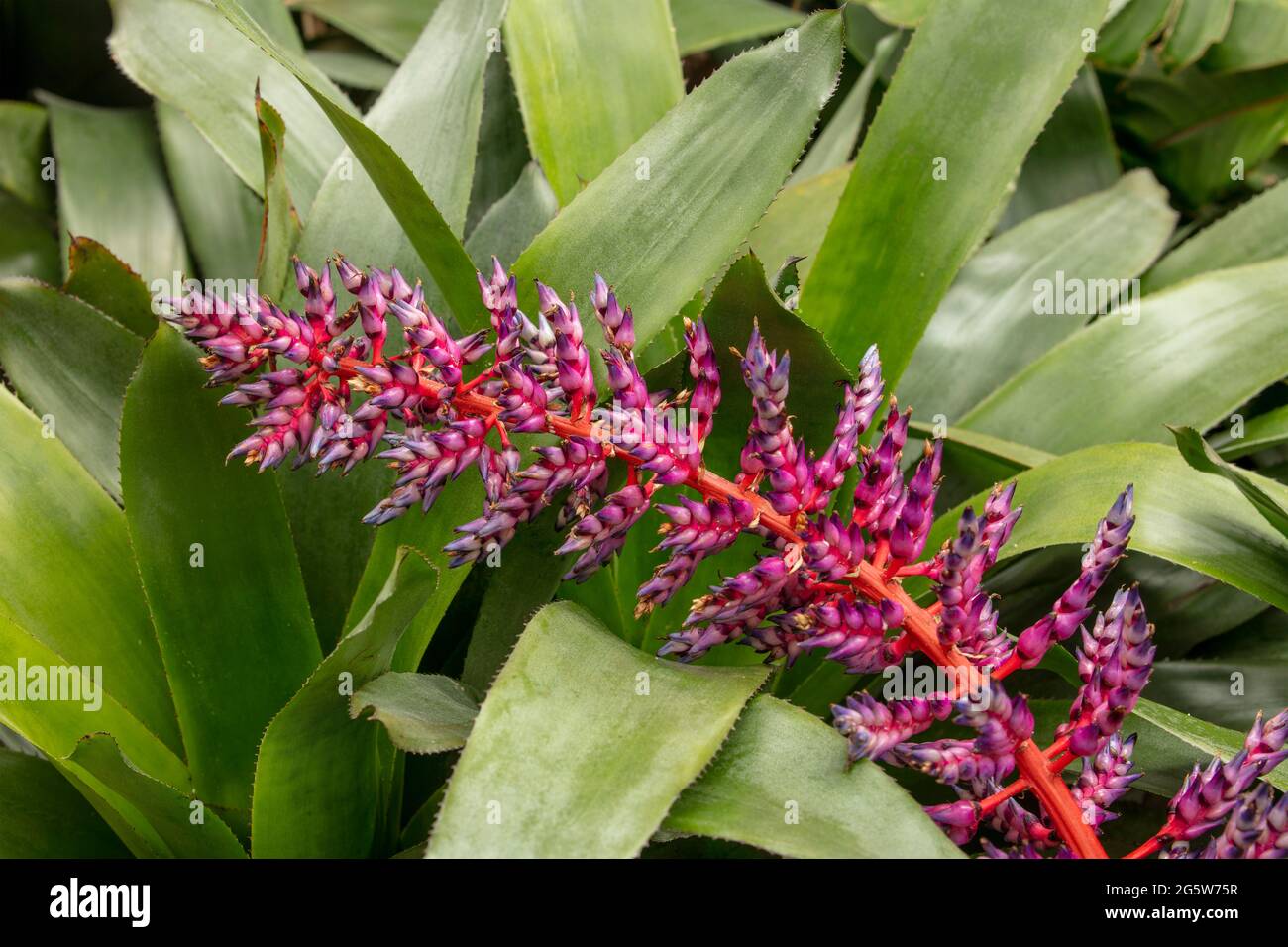 Aechmea 'Blue Rain' flower spike with green foliage in background Stock ...