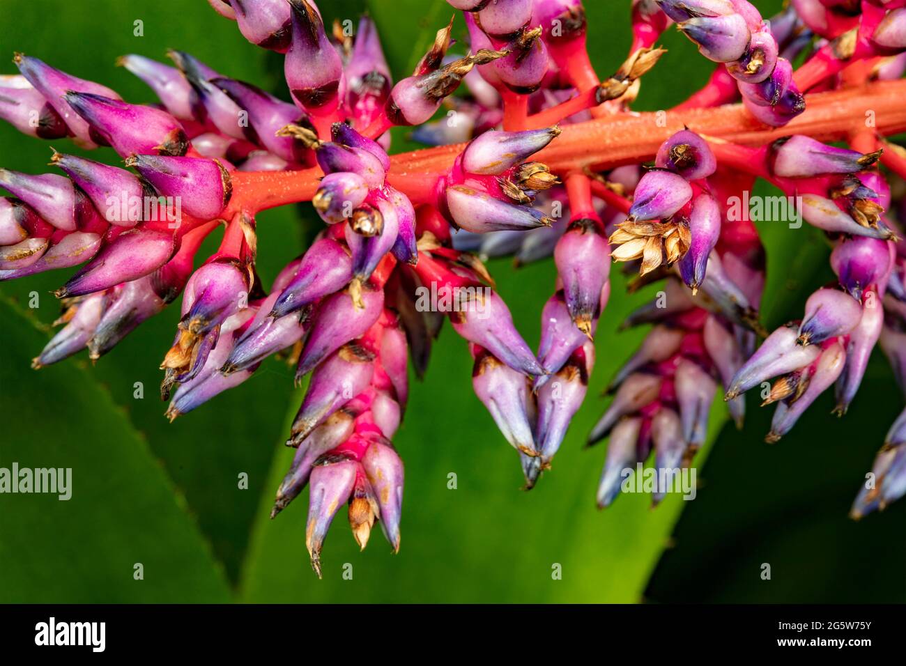 Aechmea 'Blue Rain' flower spike with green foliage in background Stock ...
