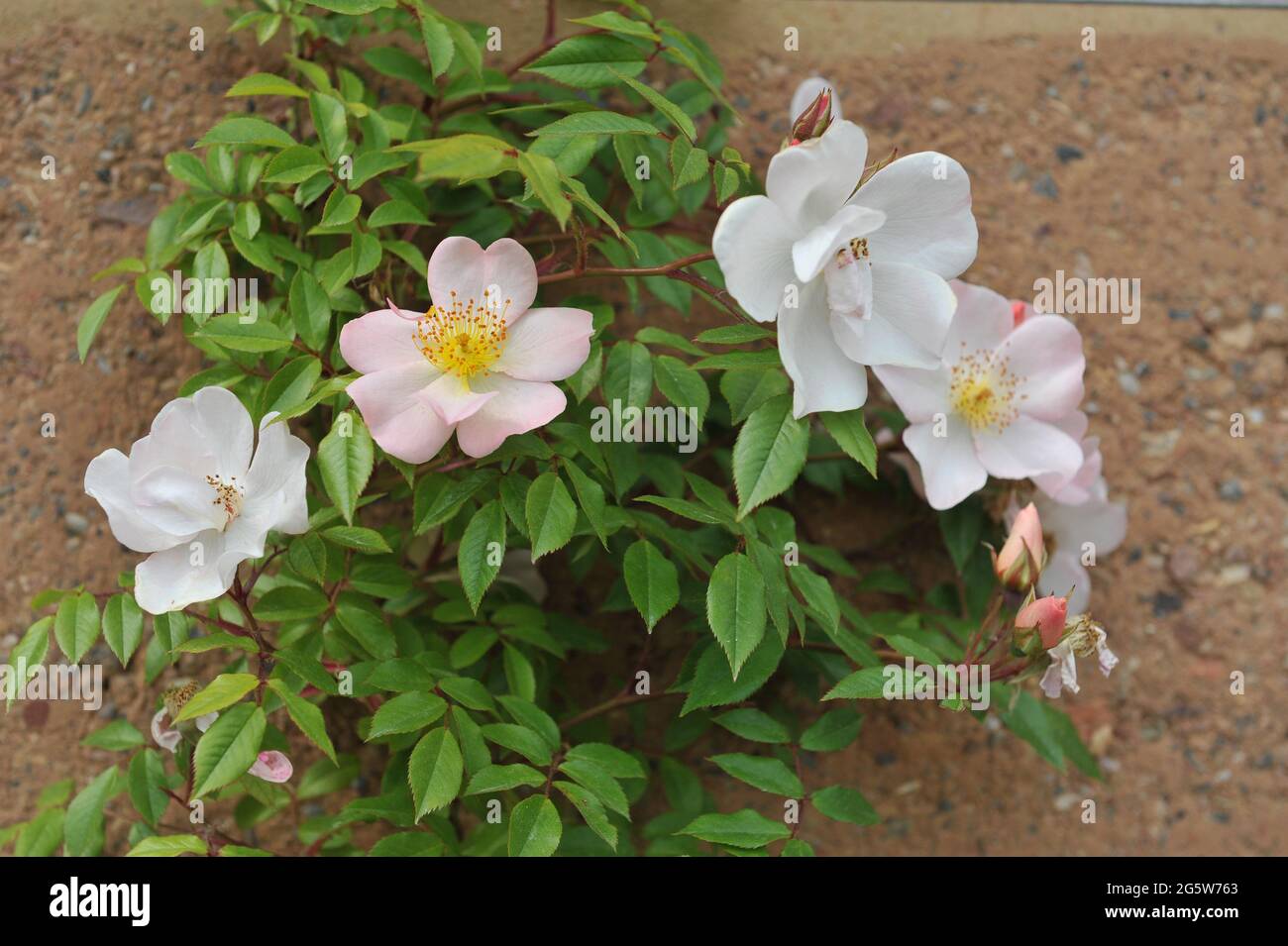 Pink climbing Polyantha rose (Rosa) Open Arms blooms in a garden in May ...