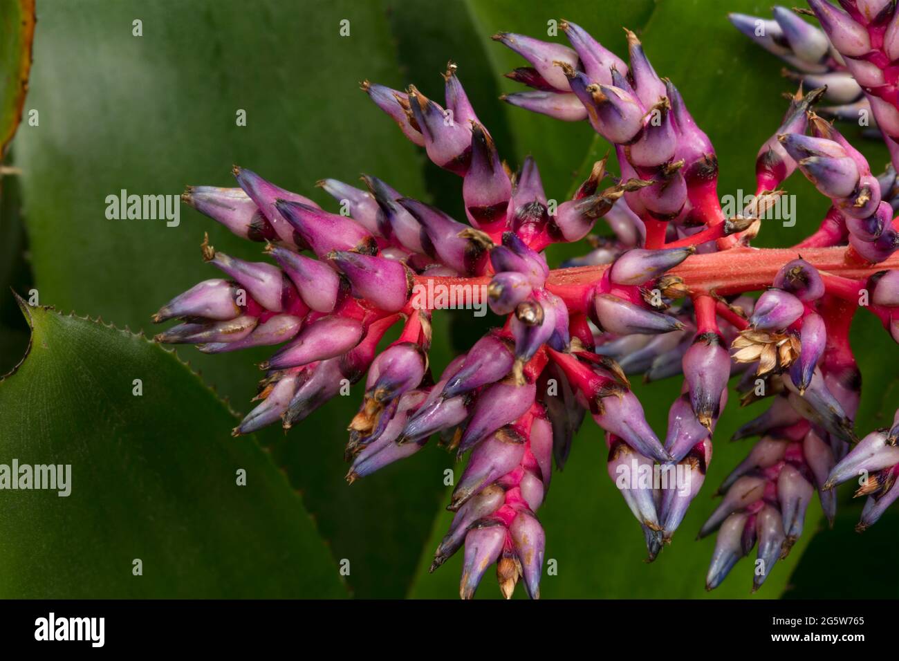 Aechmea 'Blue Rain' flower spike with green foliage in background Stock ...