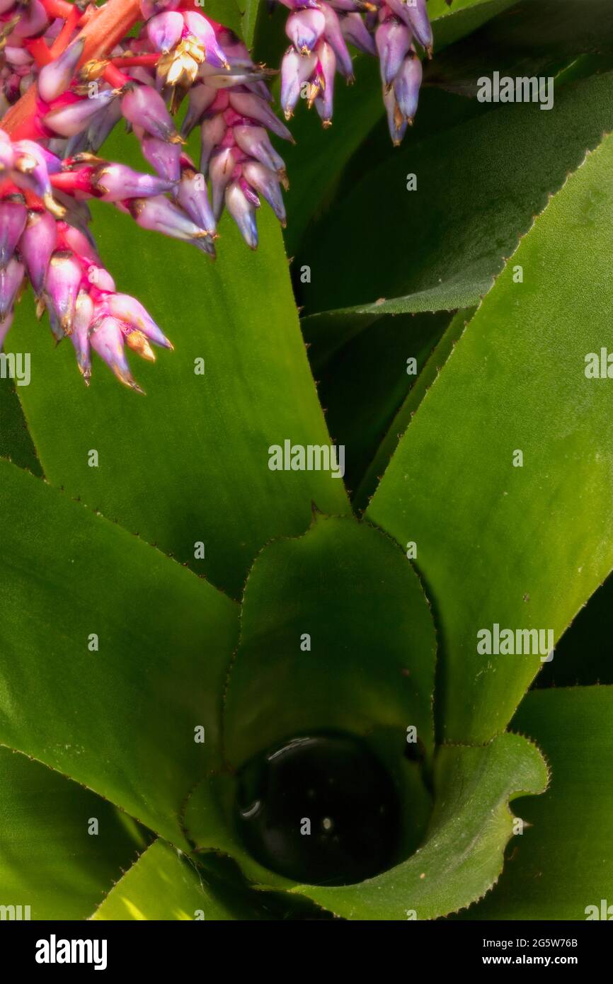 Aechmea 'Blue Rain' flower spike with green foliage in background Stock ...