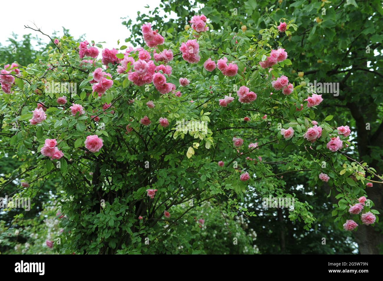 Pink climbing Hybrid Multiflora rose (Rosa) Tea Rambler blooms in a ...
