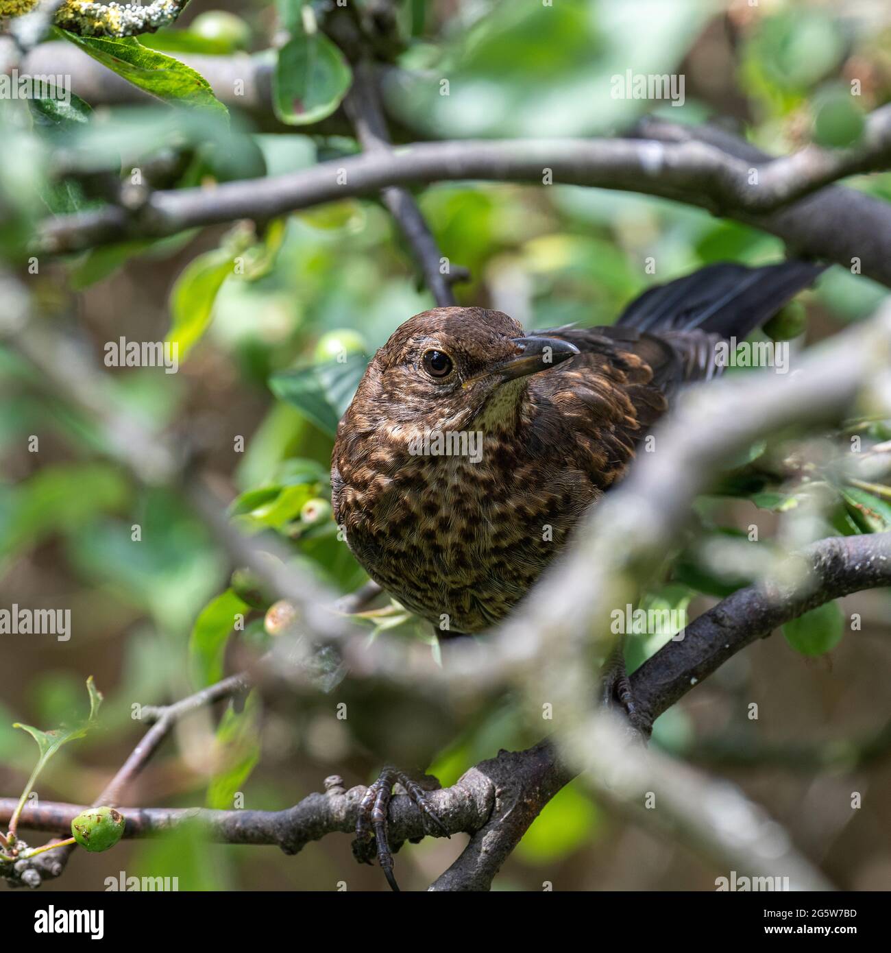 Lovely blackbird hi-res stock photography and images - Alamy