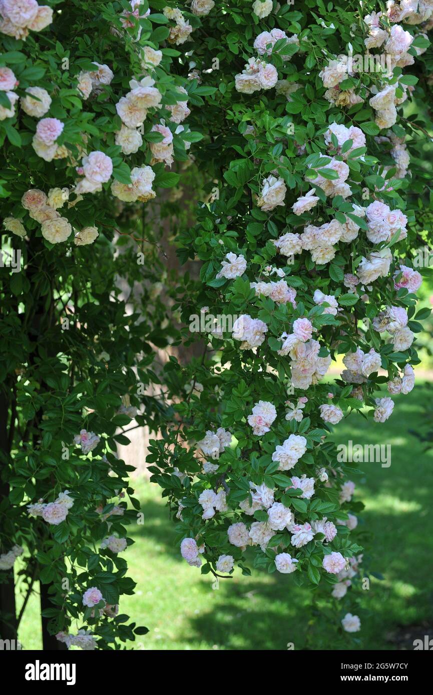 Rosa Multiflora Flower High Resolution Stock Photography and Images - Alamy