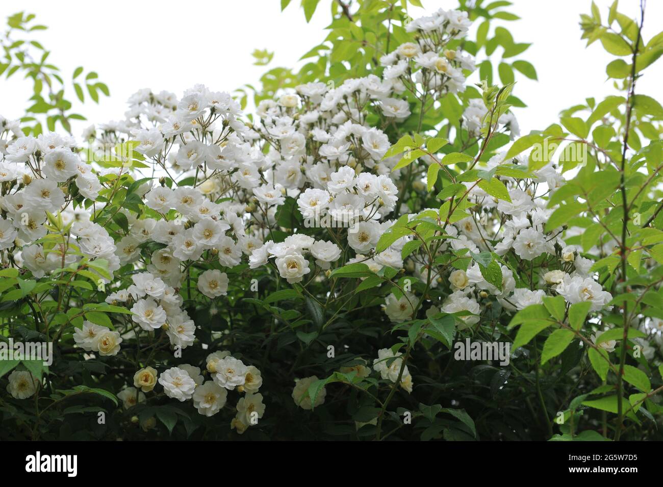 White climbing Hybrid Multiflora rose (Rosa) Rambling Rector blooms in ...