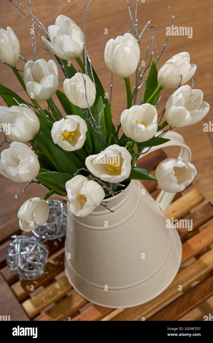 Silver birch with white tulips hi-res stock photography and images - Alamy
