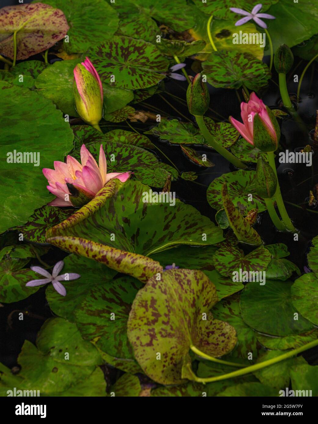 Family Nymphaeaceae High Resolution Stock Photography and Images - Alamy