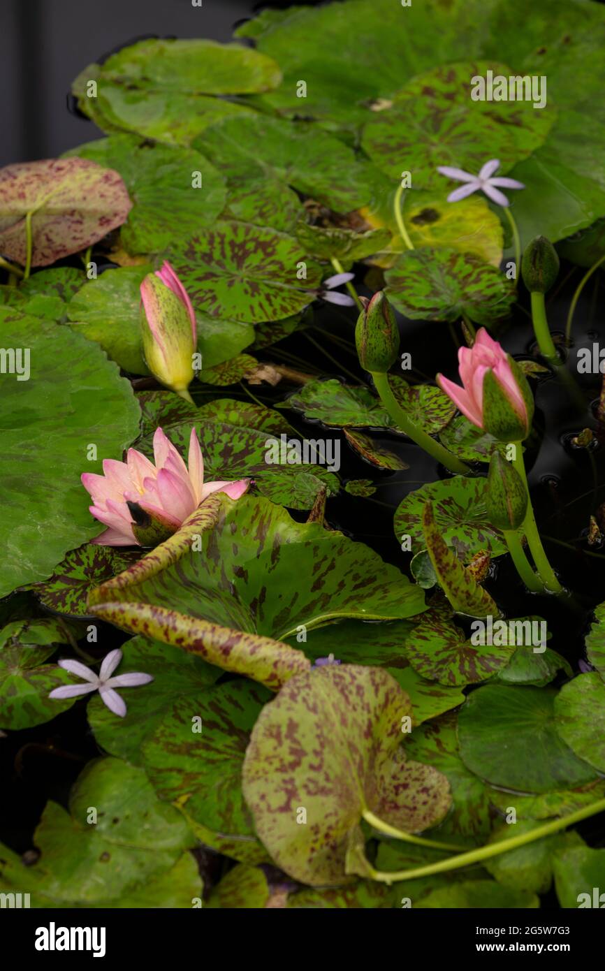 Family Nymphaeaceae High Resolution Stock Photography and Images - Alamy