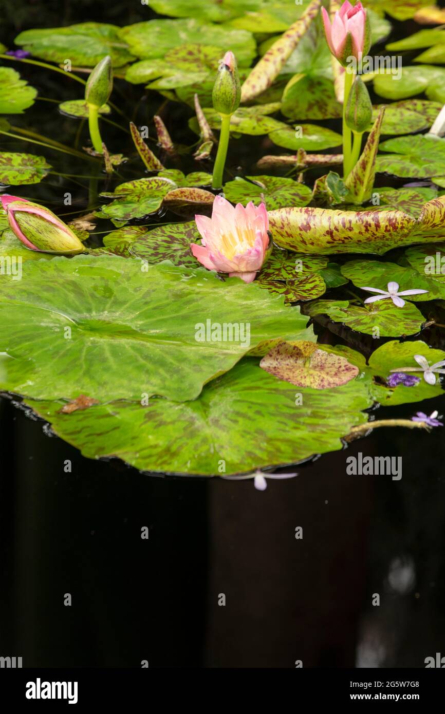 Floating rhizome hi-res stock photography and images - Alamy
