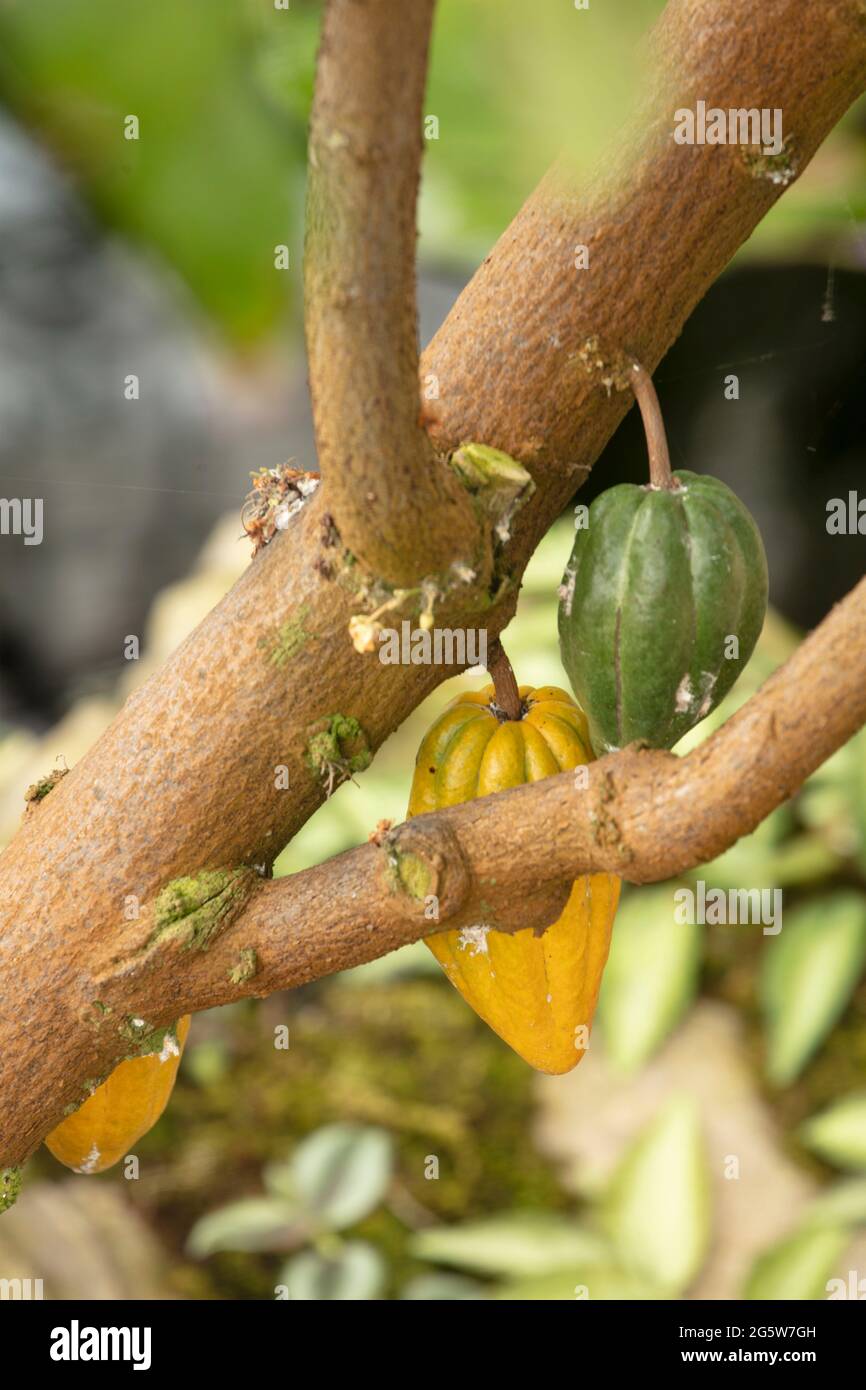 Cacao harvest cocoa pulp hi-res stock photography and images - Alamy