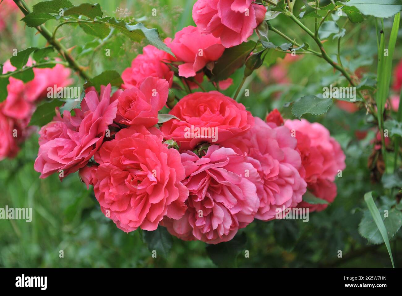 Pink Large-Flowered Climber rose (Rosa) Rosarium Uetersen blooms in a ...