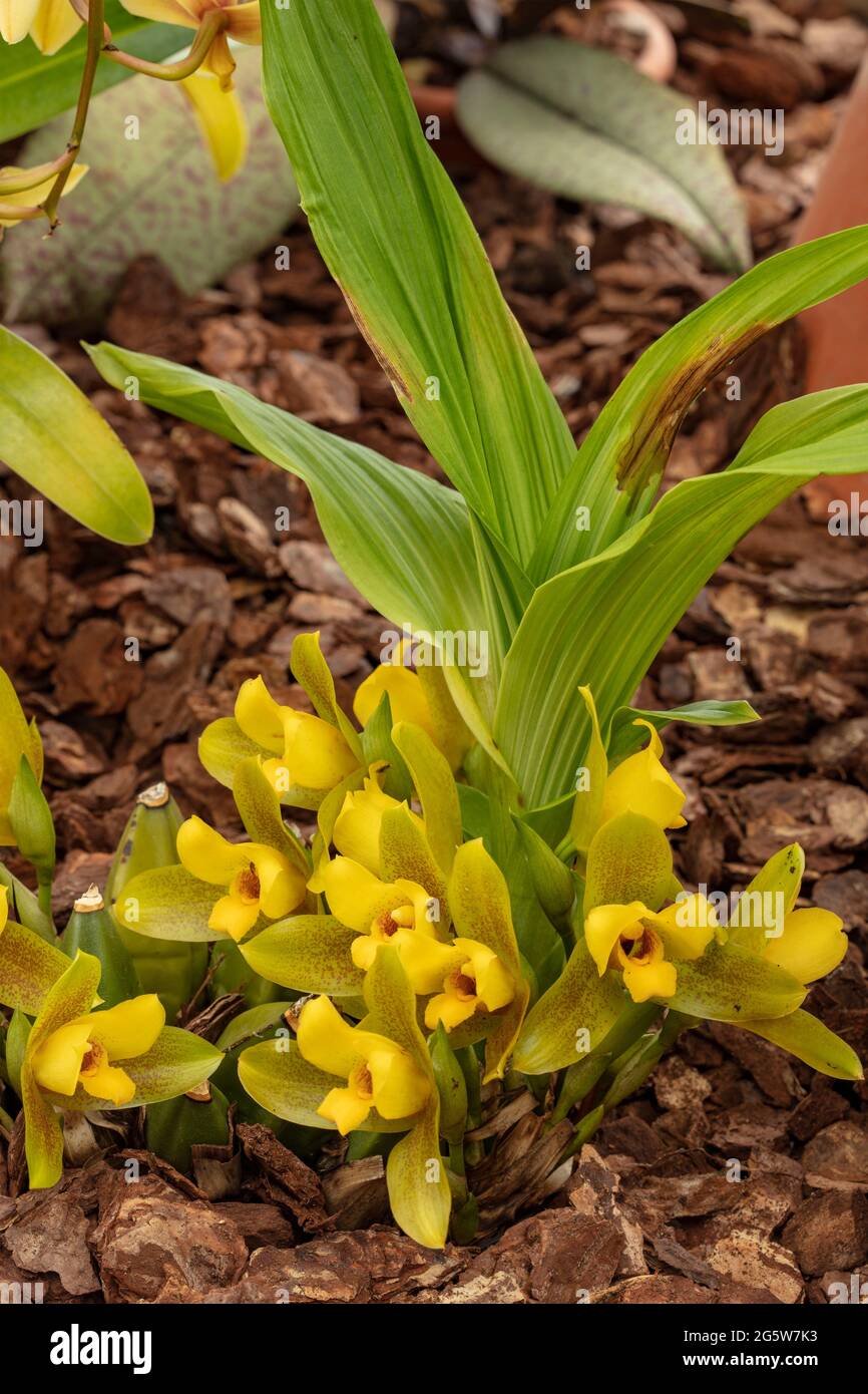 Lycaste High Resolution Stock Photography and Images - Alamy