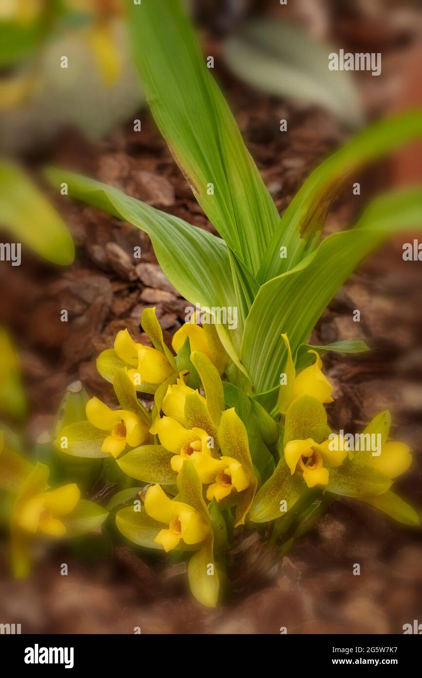 Lycaste Chiltern Hundreds, beautiful yellow orchid flower portrait ...