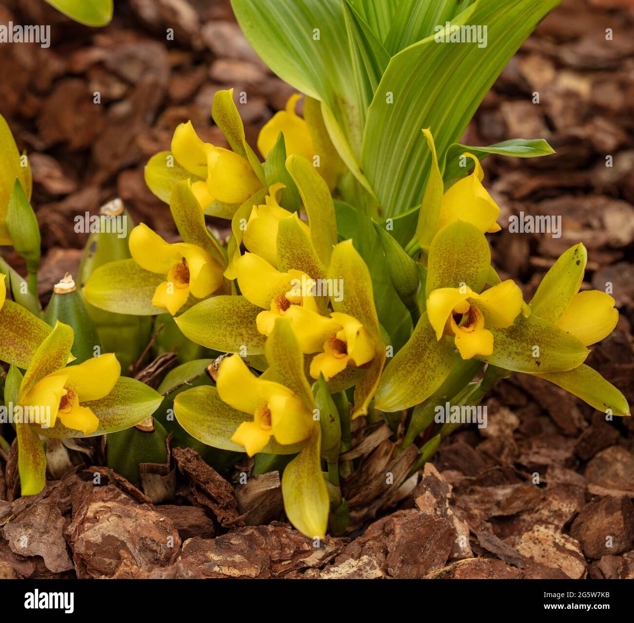 Lycaste Chiltern Hundreds, beautiful yellow orchid flower portrait ...