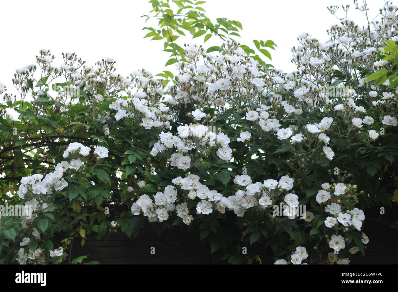 Pergola garden hi-res stock photography and images - Alamy