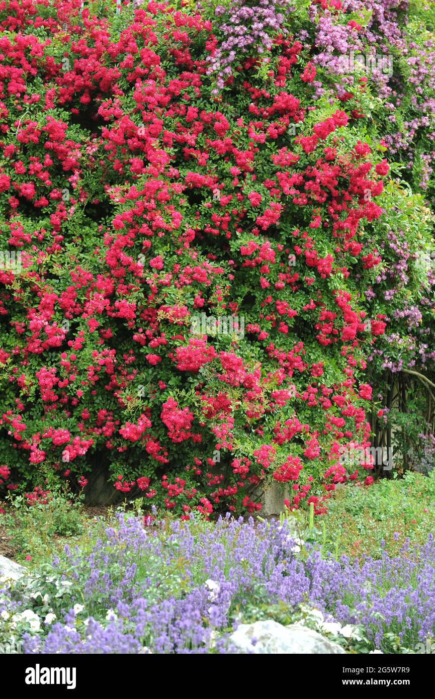 Red Large-Flowered Climber rose (Rosa) Super Excelsa blooms in a garden ...