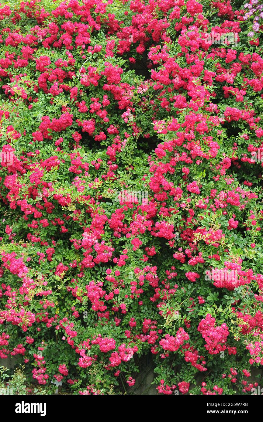 Red Large-Flowered Climber rose (Rosa) Super Excelsa blooms in a garden ...