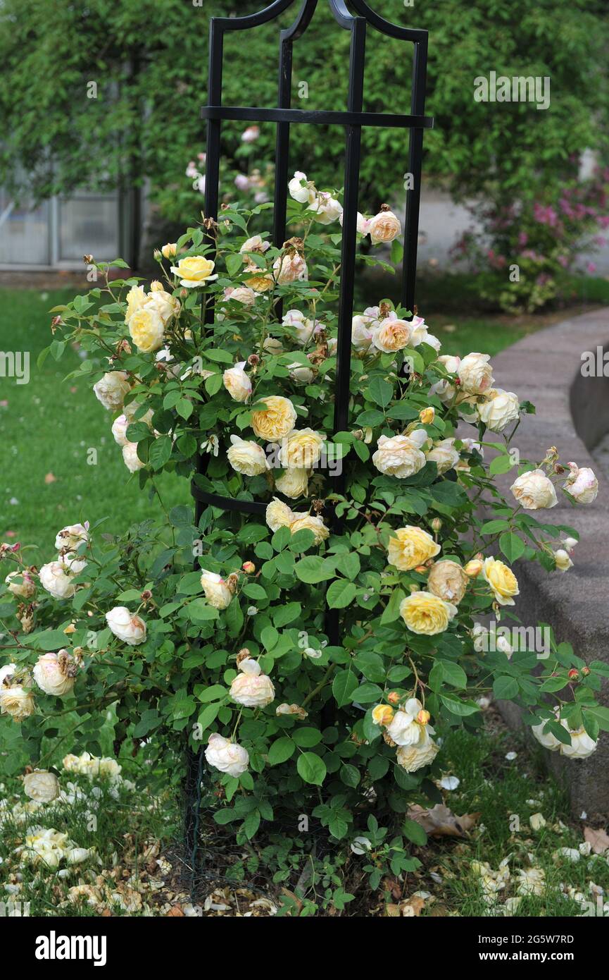 Yellow shrub rose (Rosa) Teasing Georgia blooms on a black obelisk in a ...