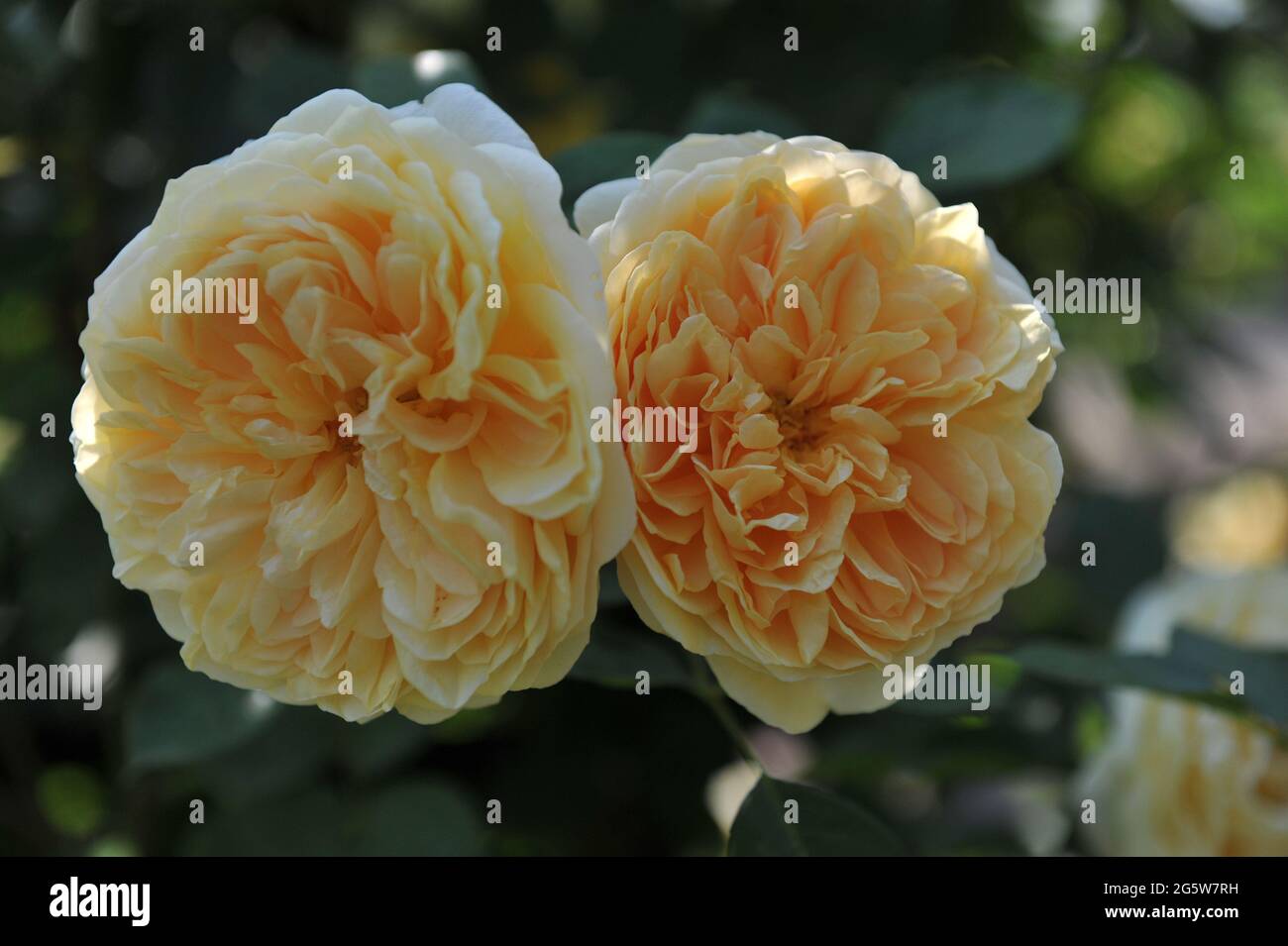 Yellow shrub rose (Rosa) Teasing Georgia blooms in a garden in June ...