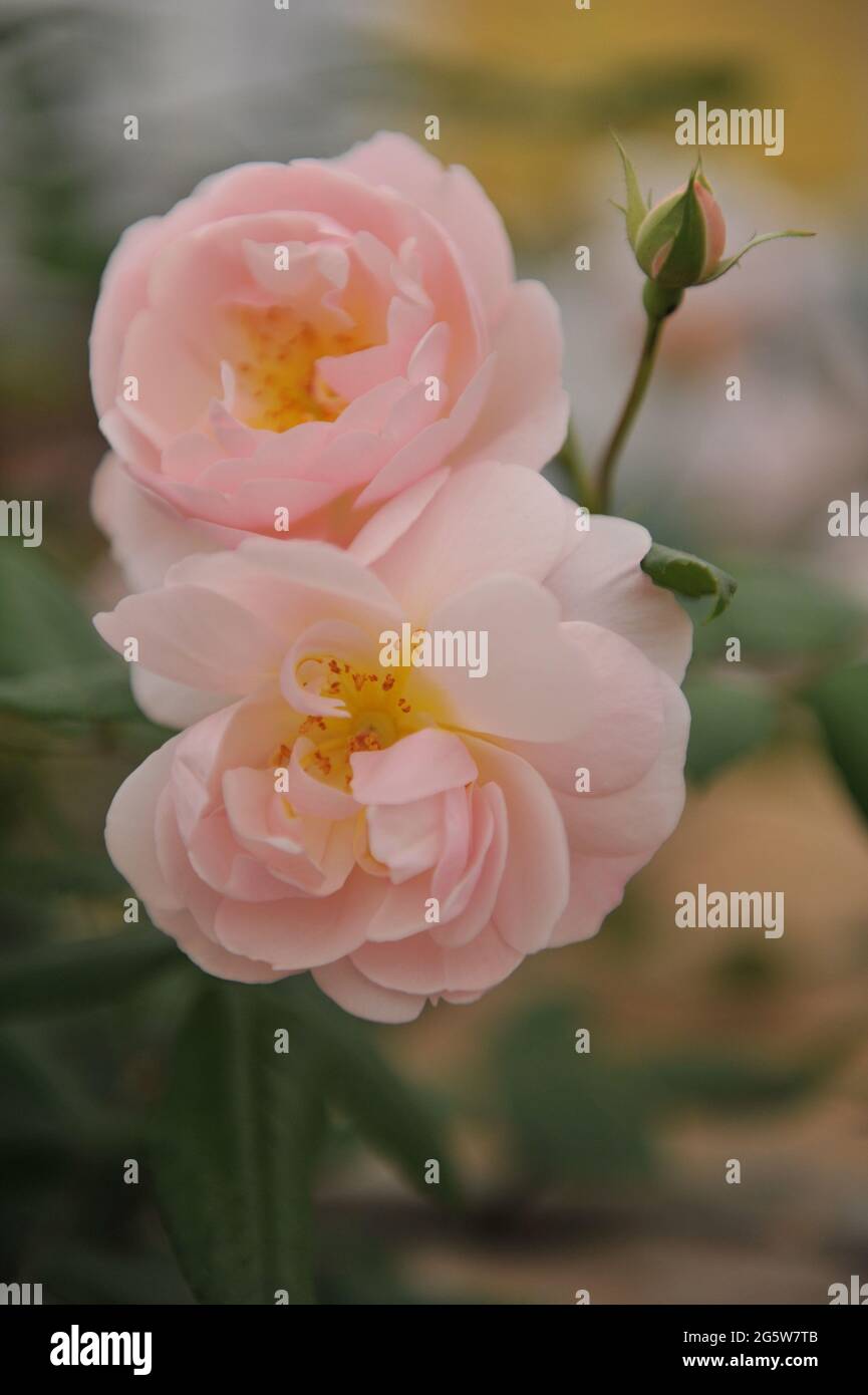 Apricot-pink Rambler rose (Rosa) The Lady of The Lake blooms on an ...