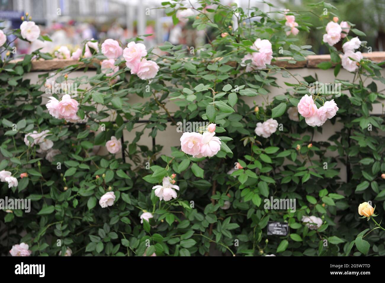 Apricot-pink Rambler rose (Rosa) The Lady of The Lake blooms on an ...