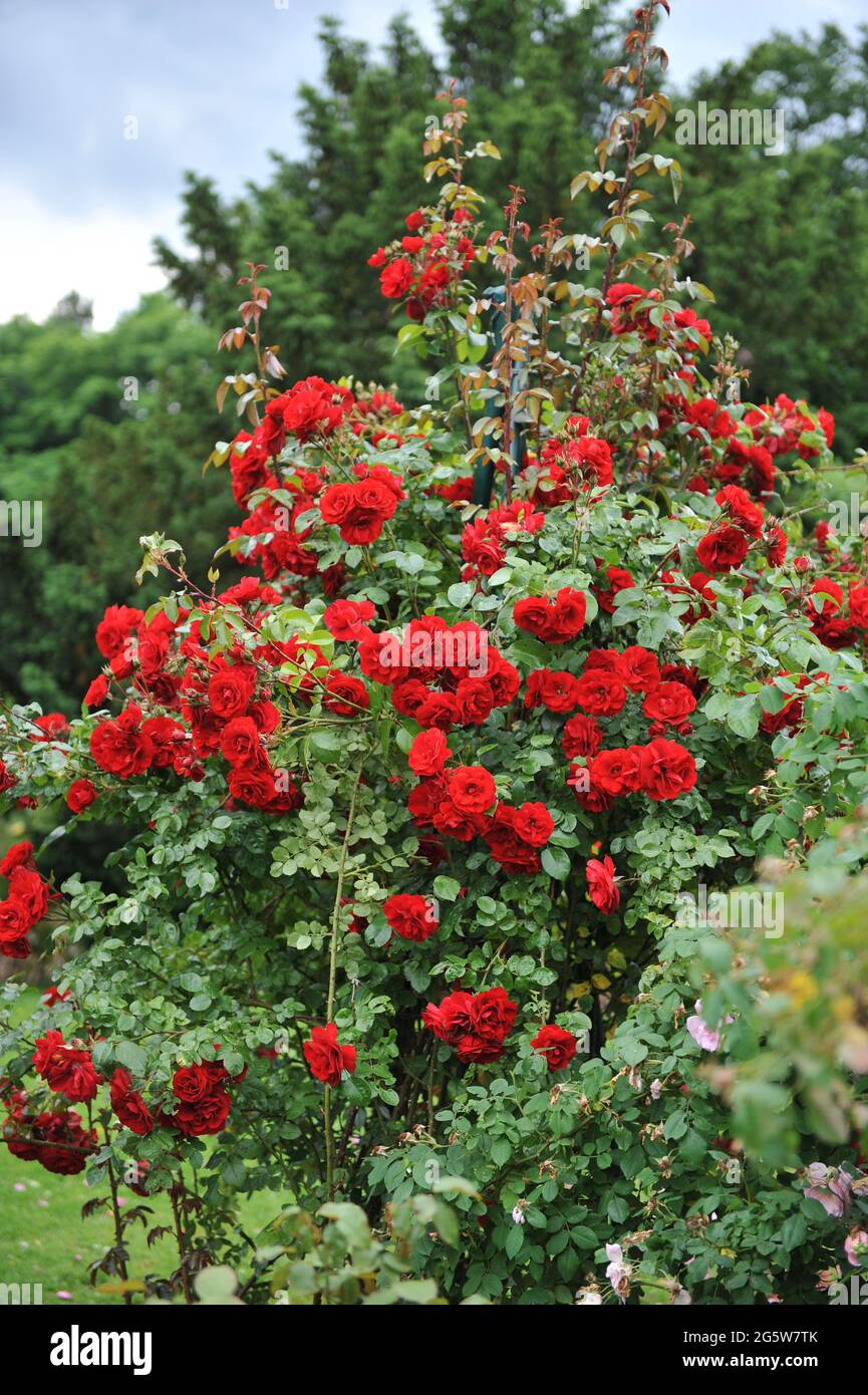 Red Large-Flowered Climber rose (Rosa) Tradition blooms in a garden in ...