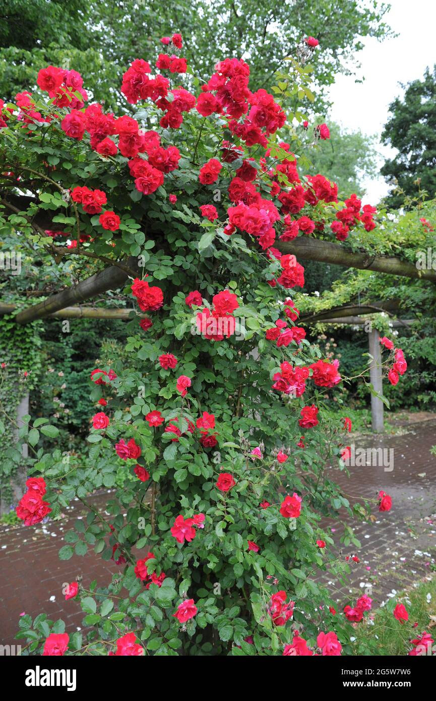 Climbing red rose hi-res stock photography and images - Alamy