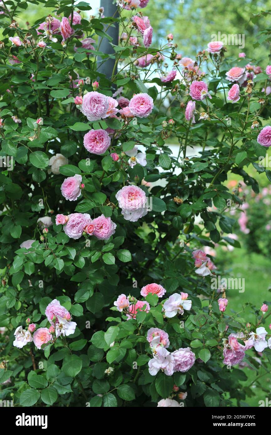 Pink climbing shrub English rose (Rosa) William Morris blooms in a ...