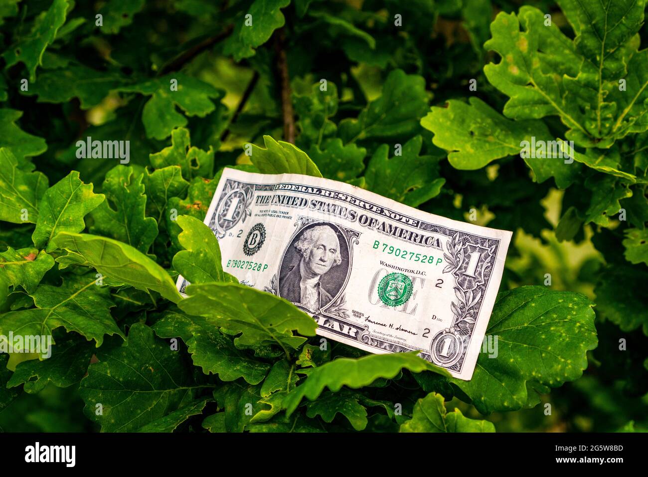 One dollar bill on the tree. Money Does Grow on Trees - conceptual ...