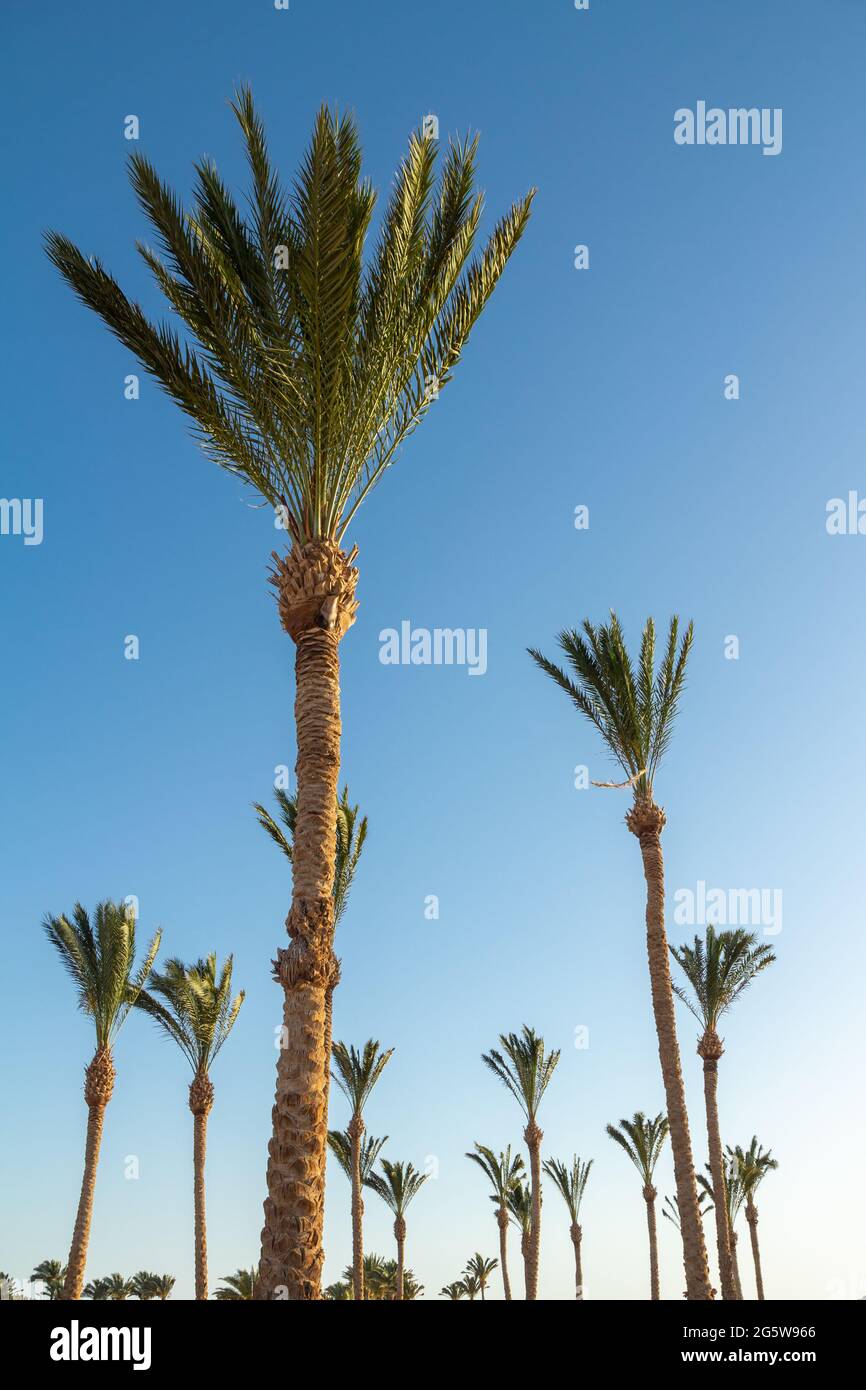 Tall palm trees growing in Egypt against a bright blue sky. Travel and ...