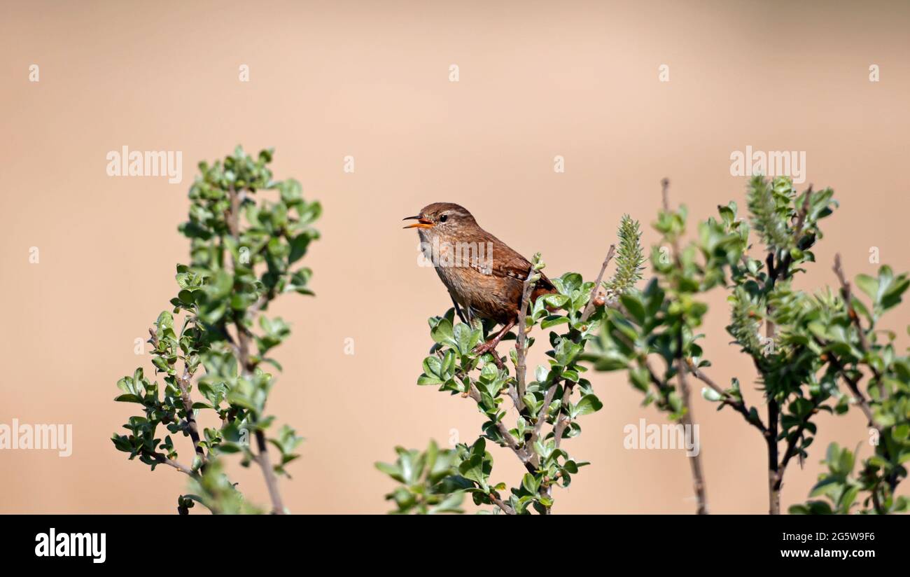 Wren singing from the top of a tree Stock Photo - Alamy