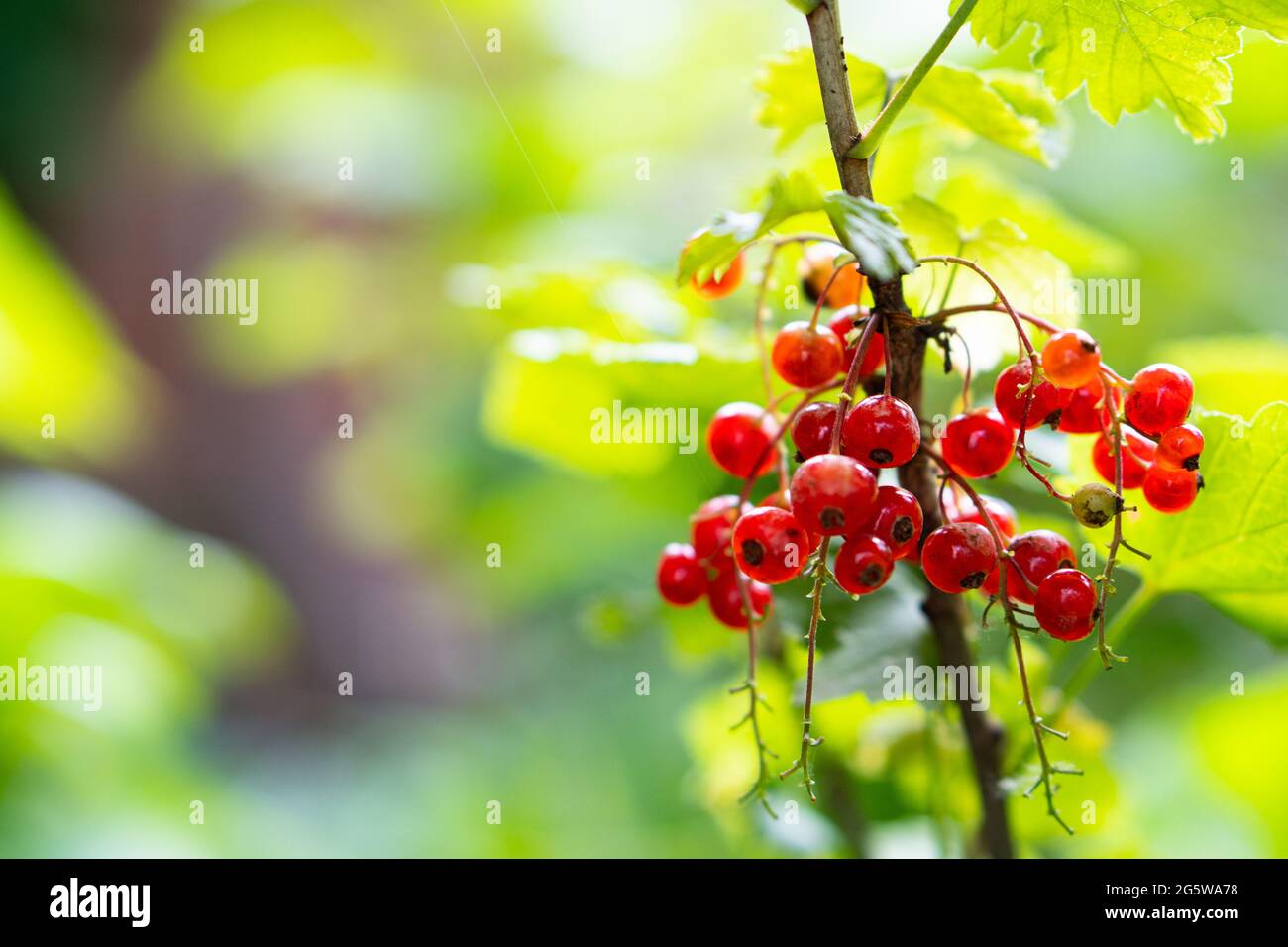 Natural red currants on a branch in the garden Stock Photo - Alamy