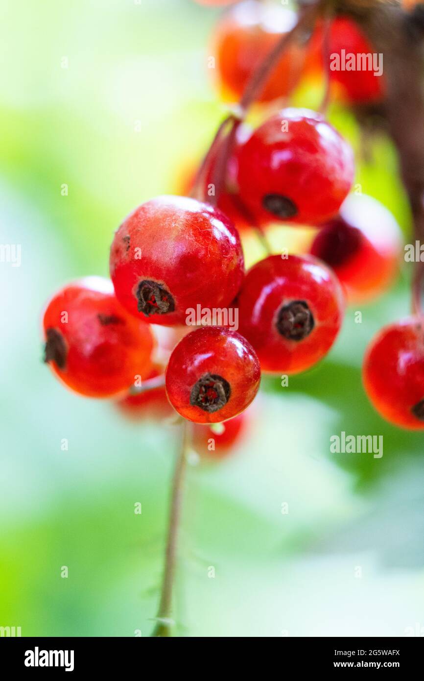 Natural red currants on a branch in the garden Stock Photo - Alamy