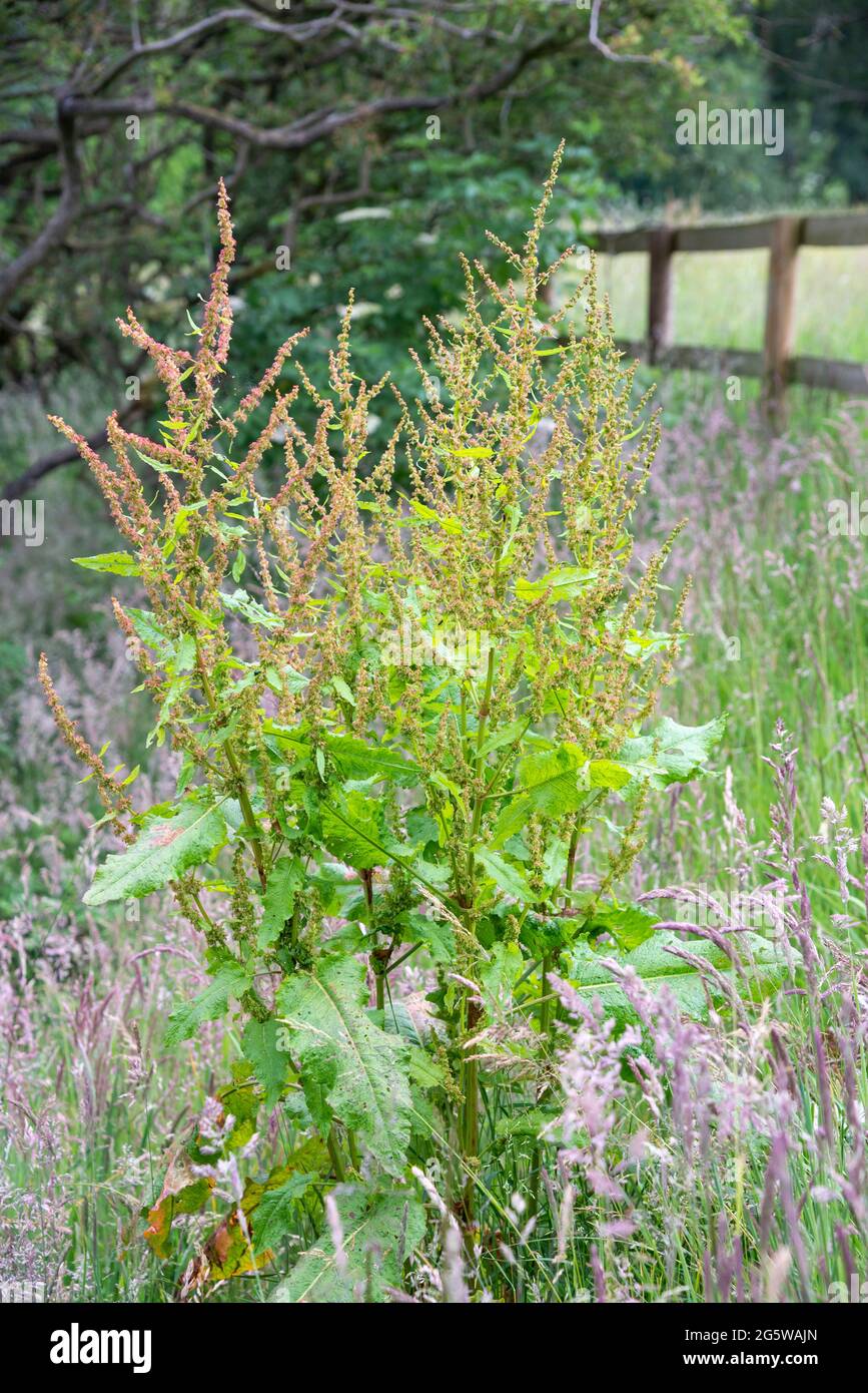 Dock plant hi-res stock photography and images - Alamy