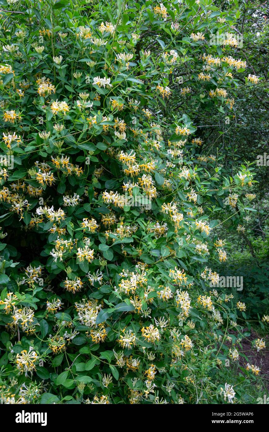 Wild honeysuckle shrub hi-res stock photography and images - Alamy